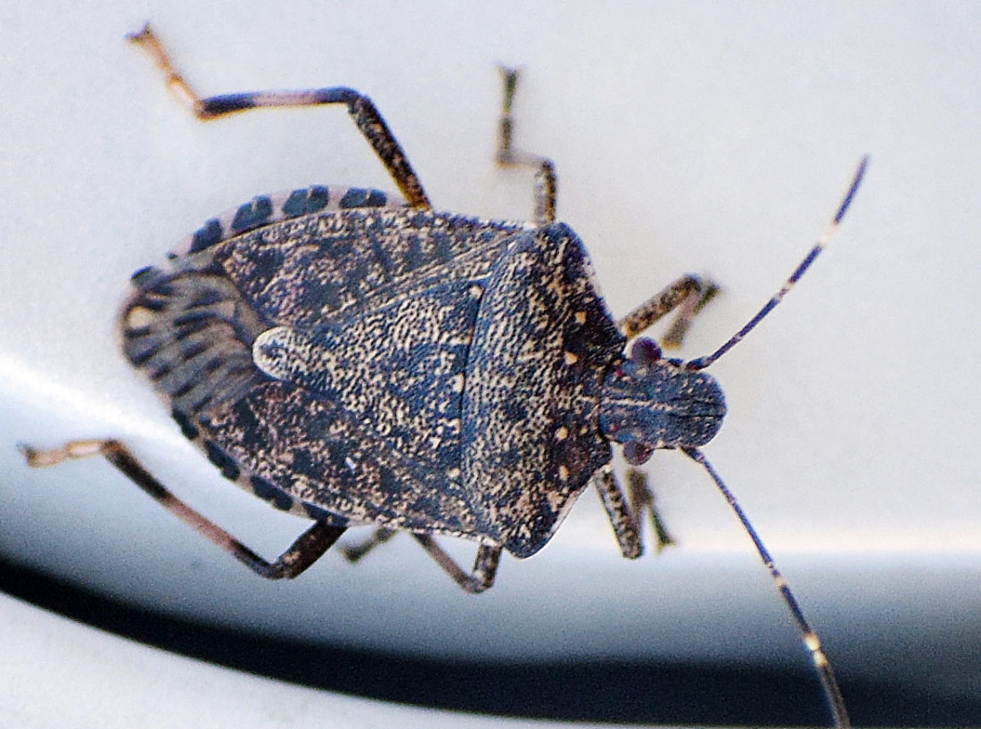 Ohio Valley Residents Pestered by Persistent Stink Bugs | News, Sports ...